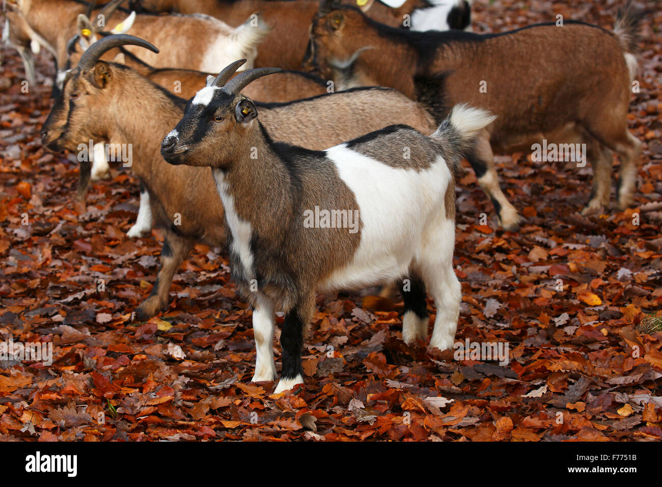 West African Dwarf goats (Capra hircus), Lower Saxony, Germany Stock ...