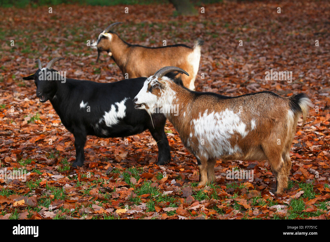 West African Dwarf goats (Capra hircus), Lower Saxony, Germany Stock ...