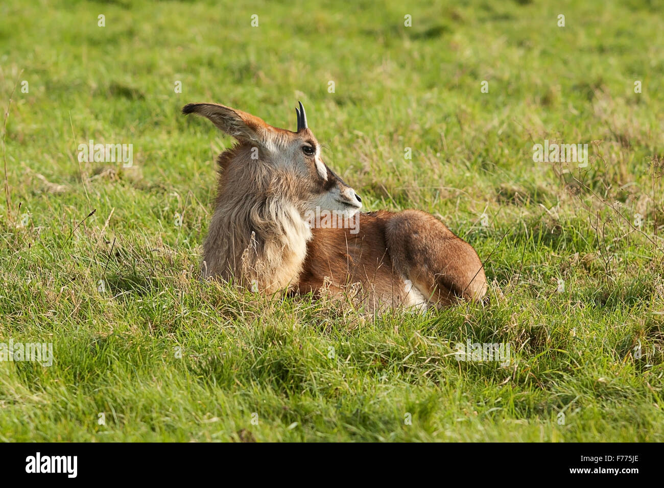 photo portrait of a resting young Sable Antelope Stock Photo - Alamy