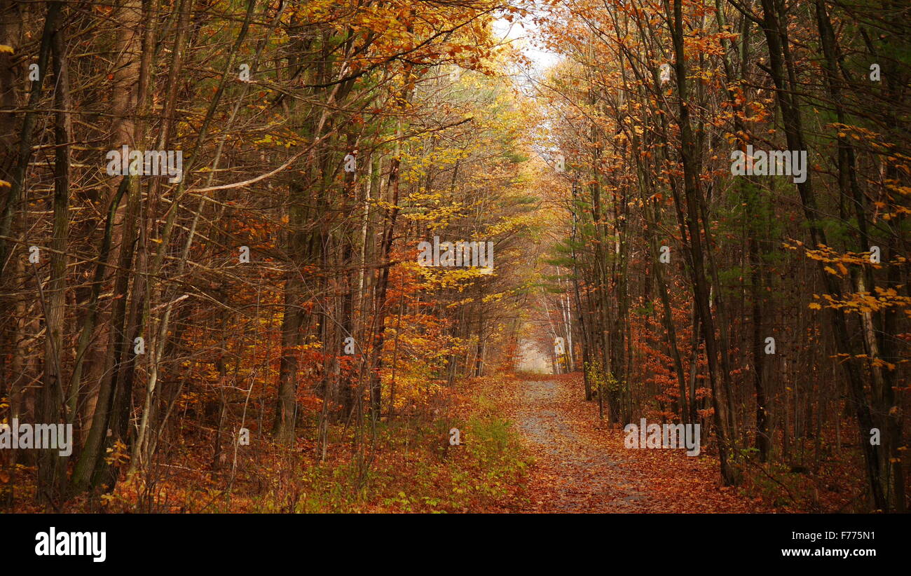 Autumn colours in Quebec forests, Canada Stock Photo - Alamy