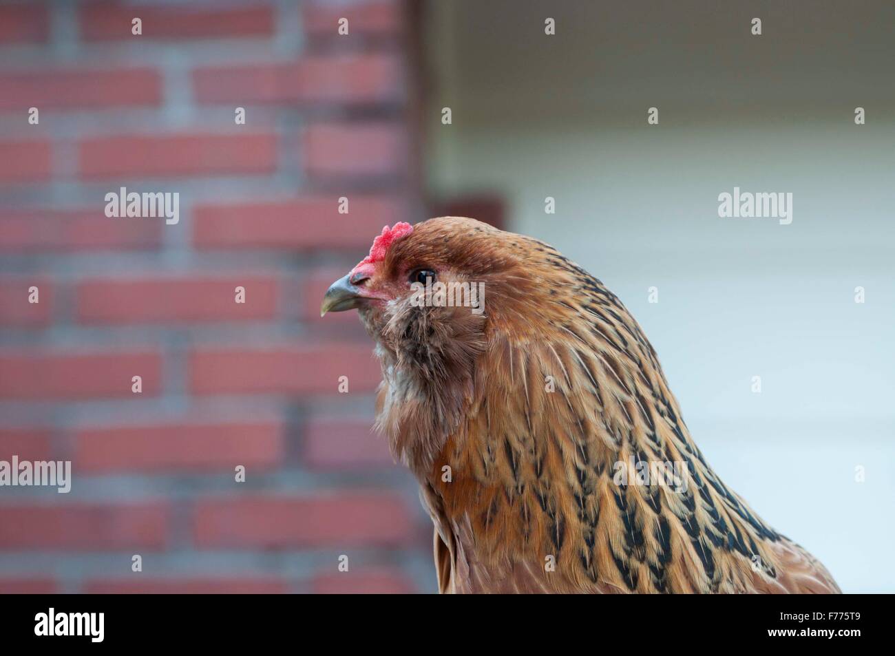 Chicken close up face hi-res stock photography and images - Alamy