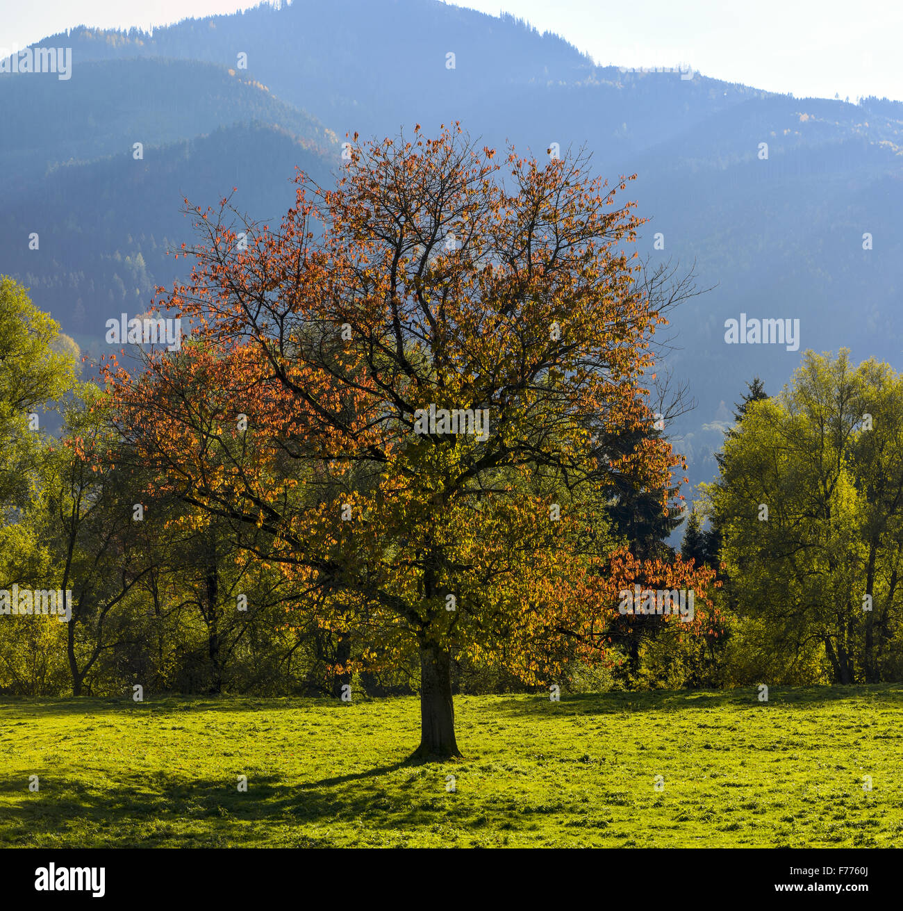 Cherry tree, Austria, Styria Stock Photo - Alamy
