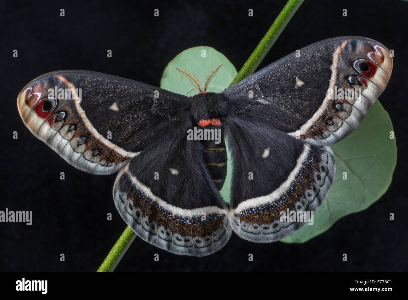 An adult Calleta Silkmoth, Eupackardia calleta, on a black background ...