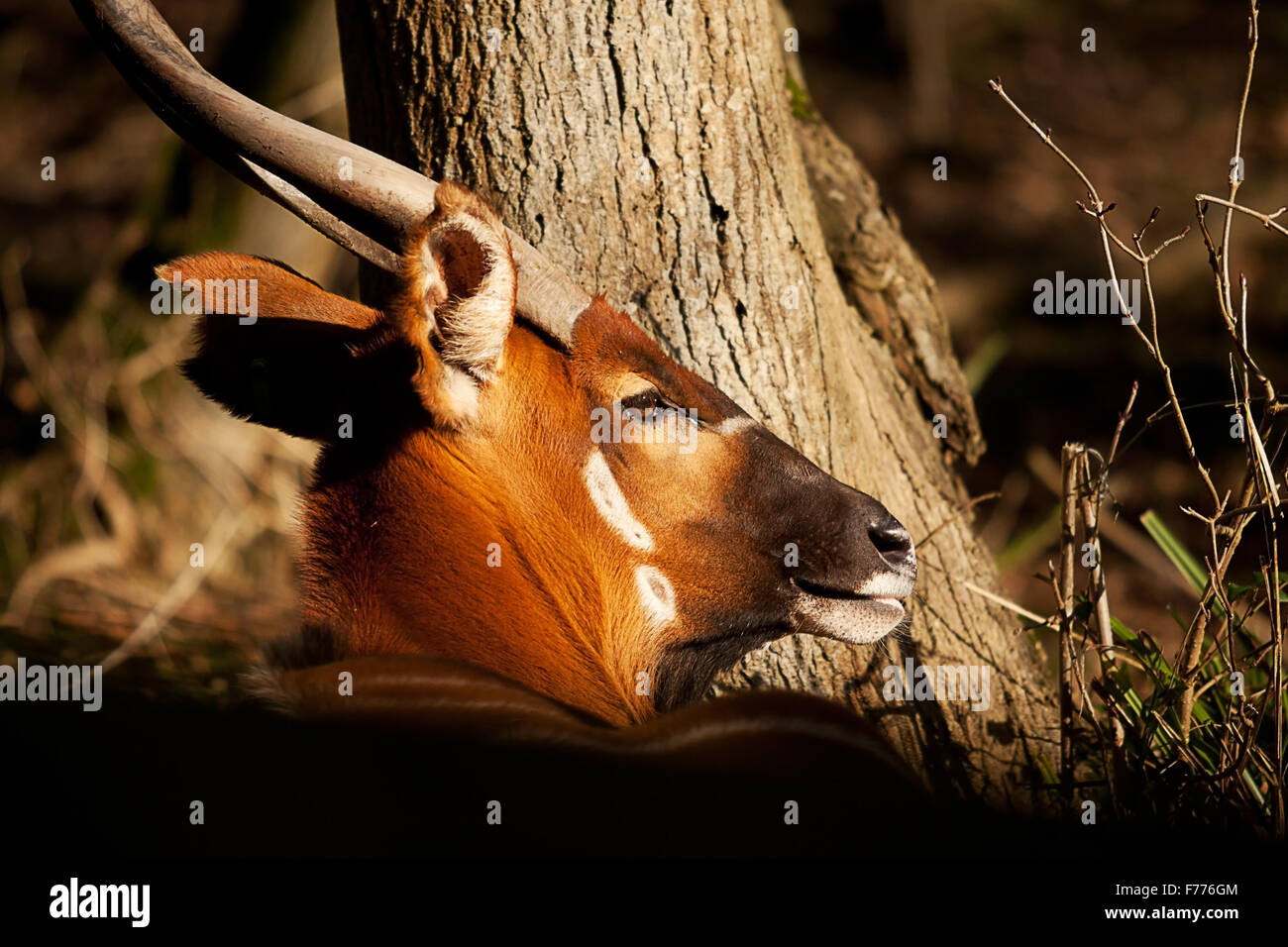 Photo portrait of a resting Bongo Antelope Stock Photo - Alamy
