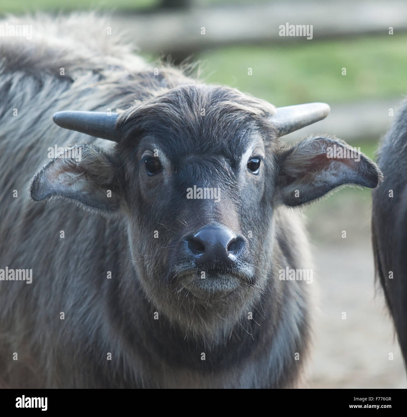 Buffalo Calf Stock Photos & Buffalo Calf Stock Images - Alamy