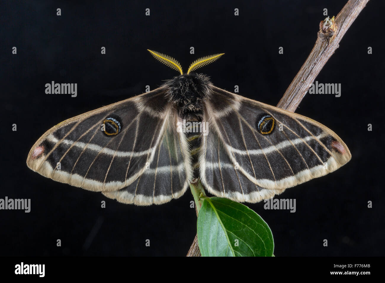 Agapema homogena hi-res stock photography and images - Alamy