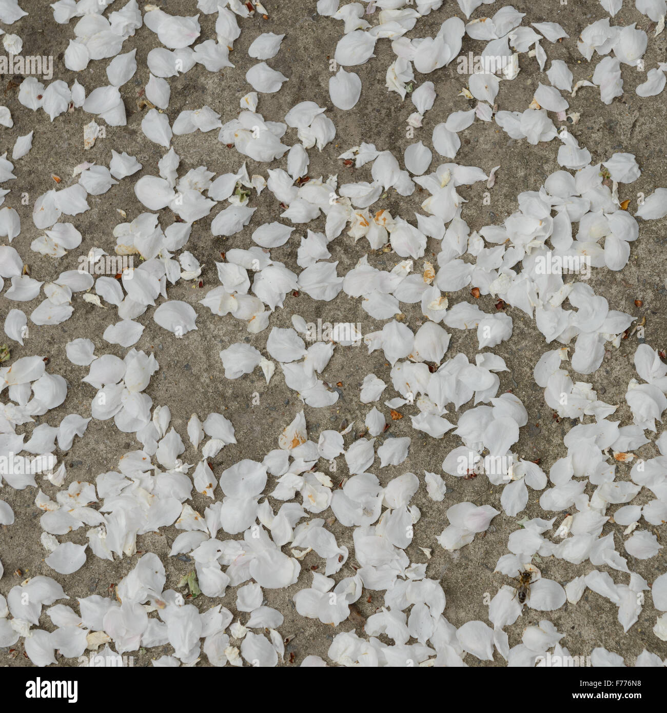 Fallen petals of apple tree flowers on the gray background of concrete ...