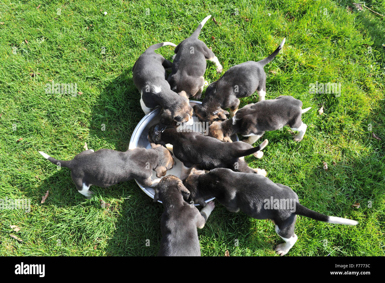 A litter of puppies hi-res stock photography and images - Alamy