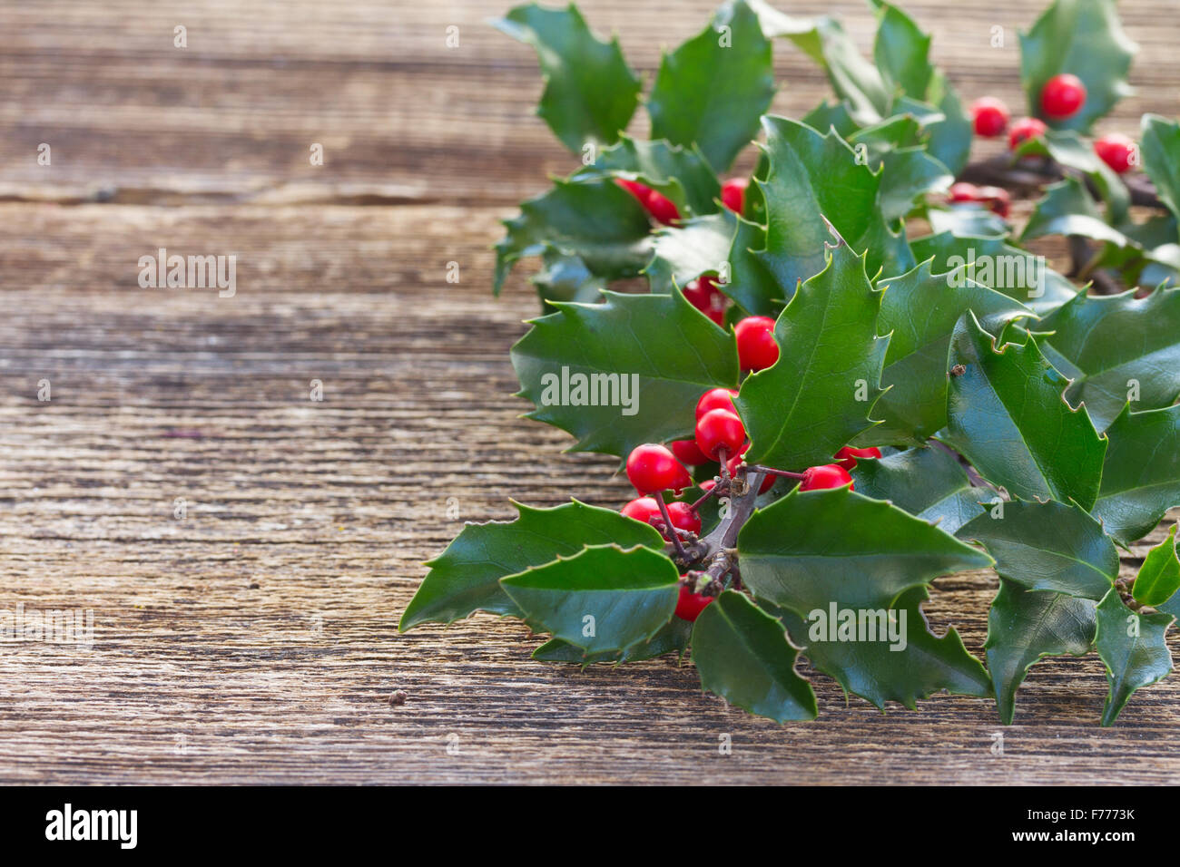Fresh Holly branch Stock Photo - Alamy