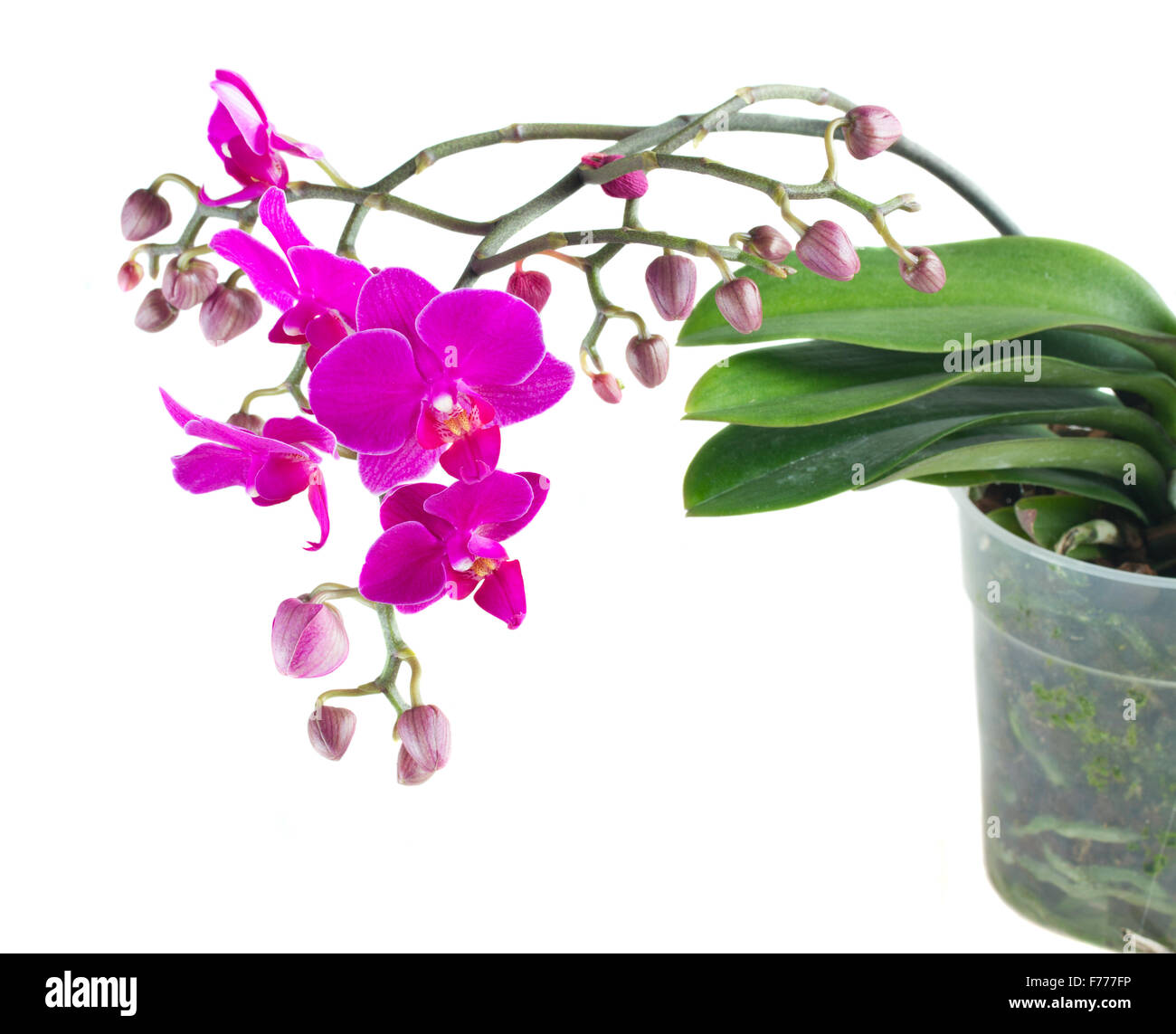 Bunch of violet orchids Stock Photo - Alamy