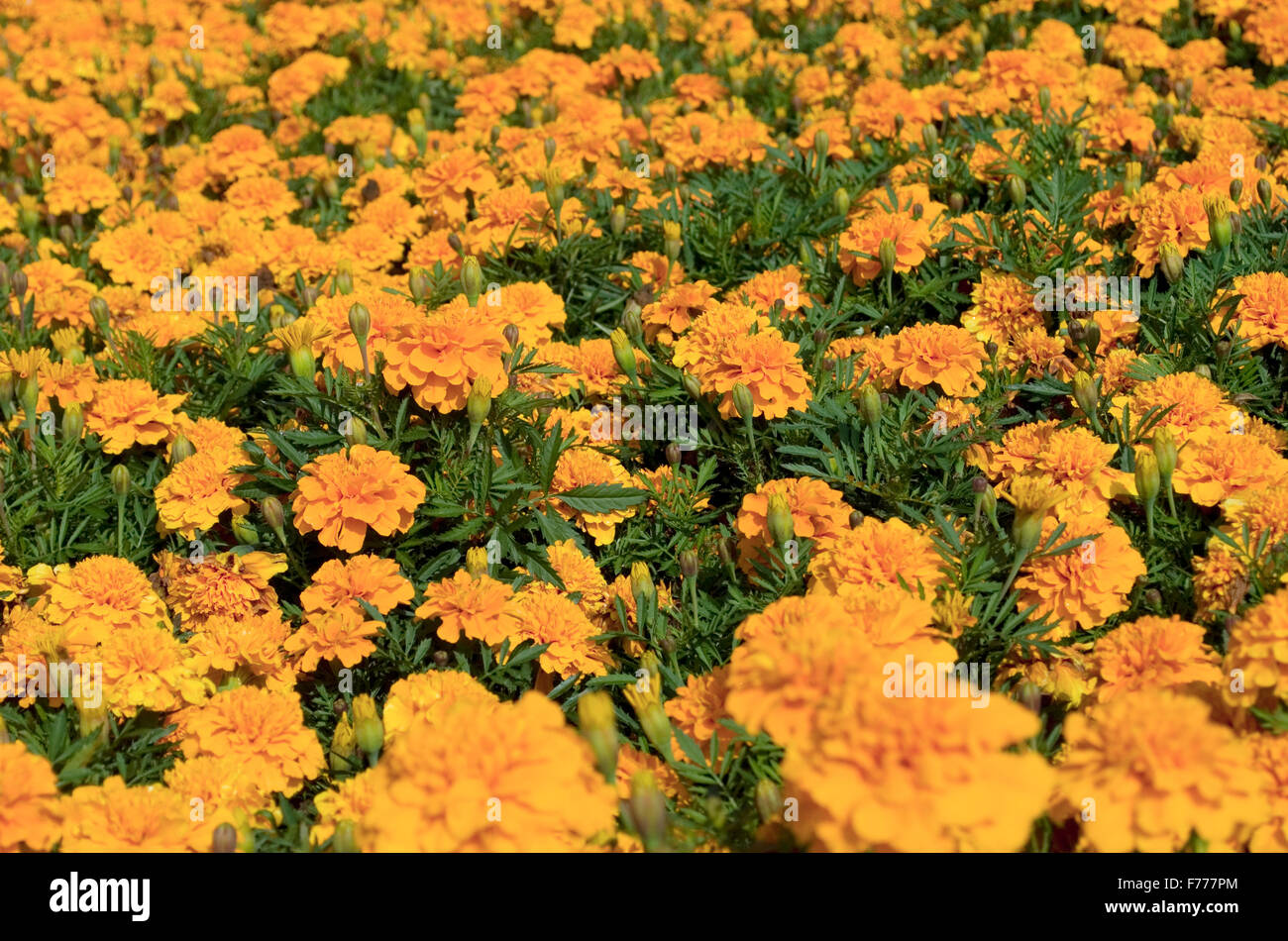 flowered bed of orange Marigold flowers Stock Photo - Alamy