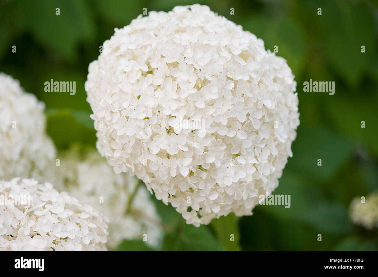 Spherical hydrangea inflorescences, plant blooming white creamy ...