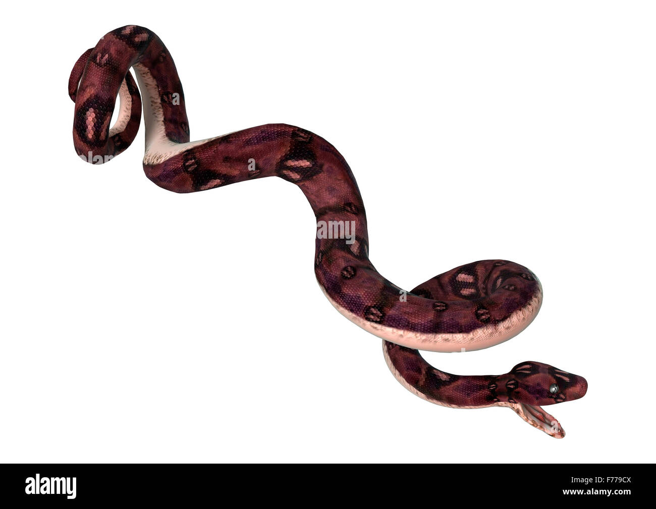 3D digital render of an anaconda snake isolated on white background ...