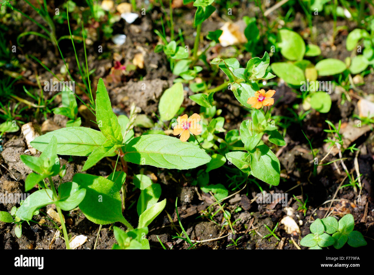 SCARLET PIMPERNELRED PIMPERNEL, RED CHICKWEED, POORMAN’S BAROMETER ...