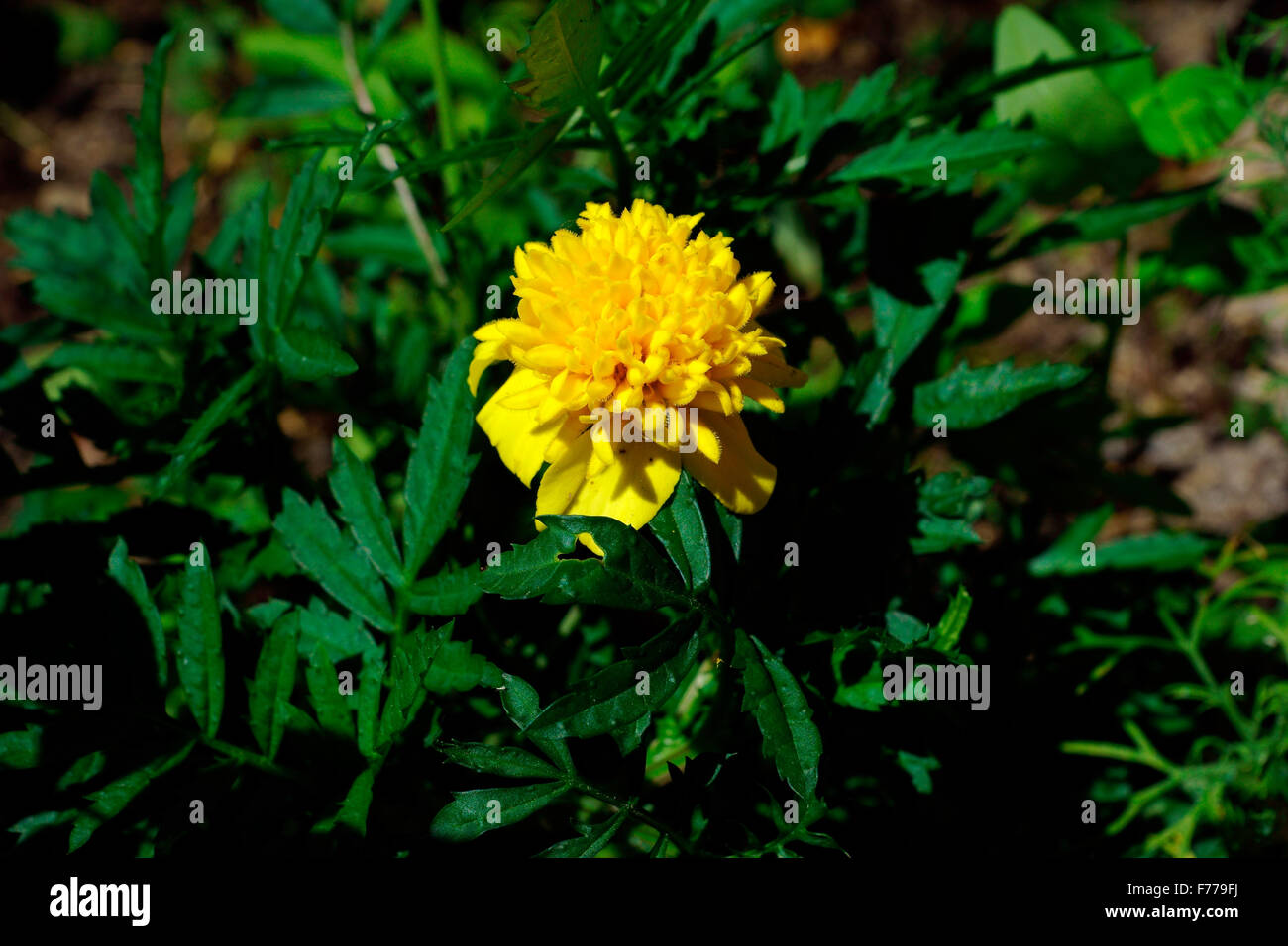 BRIGHT YELLOW MARIGOLD IN BLOOM Stock Photo - Alamy