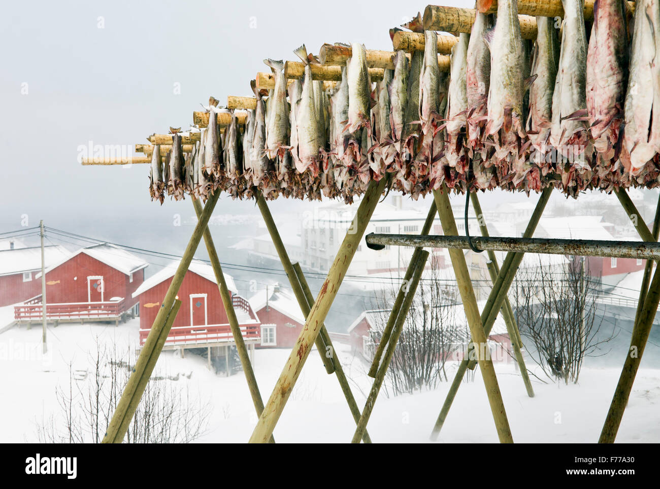 Air-drying of fish. Lofoten Islands, Norway Stock Photo - Alamy