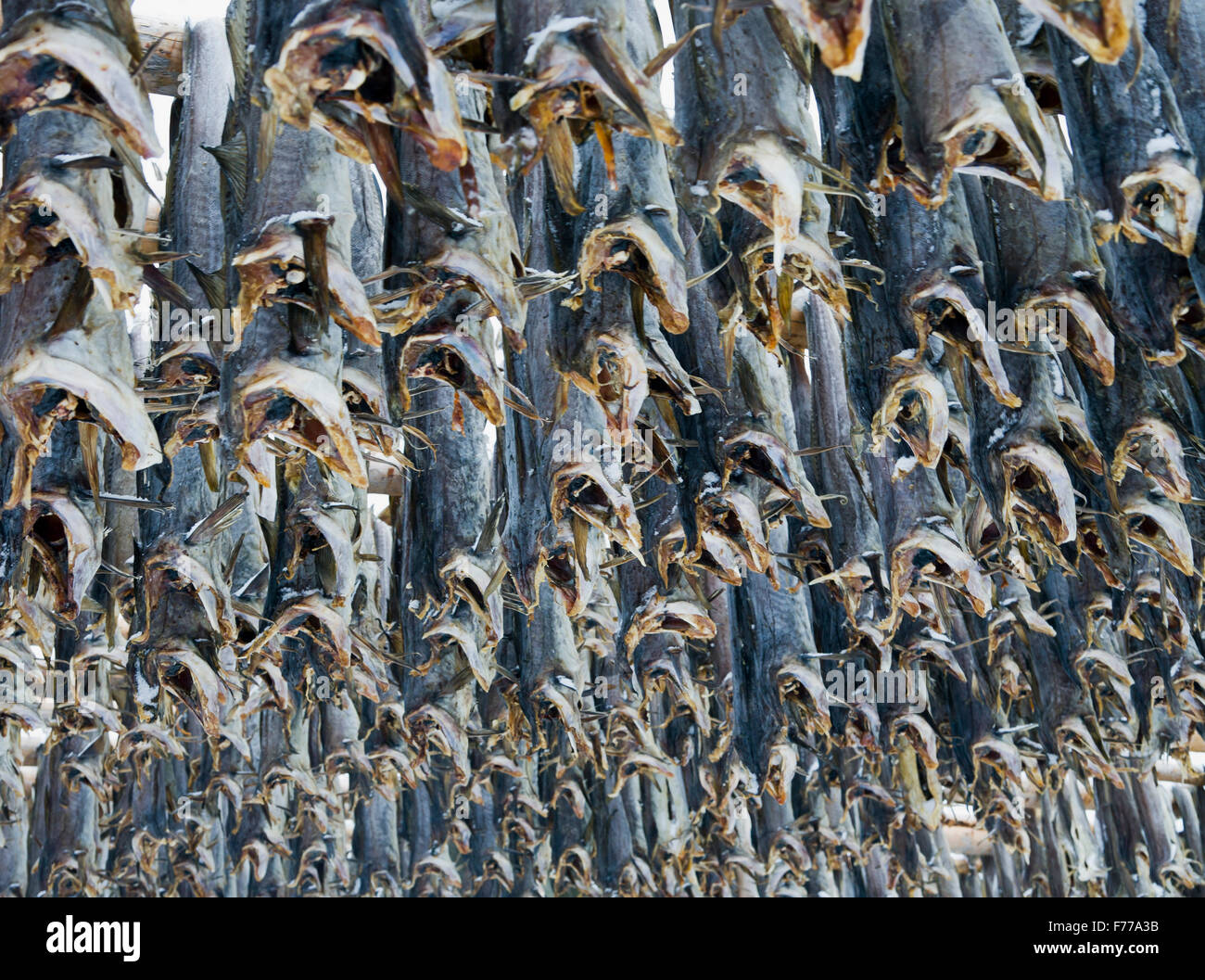 Air-drying of fish. Lofoten Islands, Norway Stock Photo - Alamy