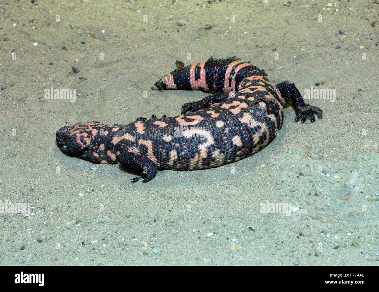 Gila Monster (Heloderma suspectum), a venomous lizard native to the ...