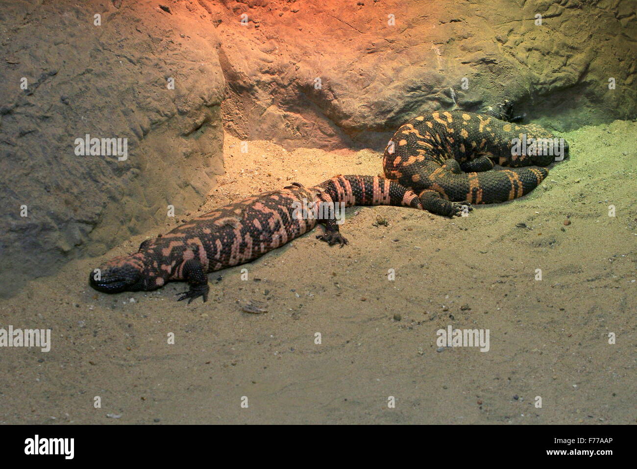 Gilatier hi-res stock photography and images - Alamy