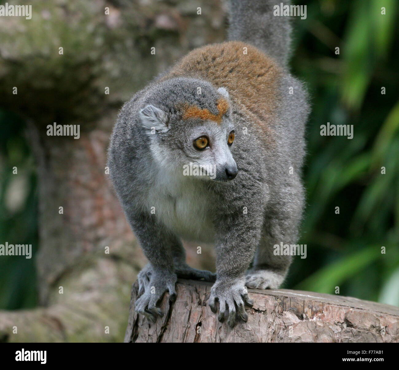Madagascan female Crowned lemur (Eulemur coronatus) in closeup Stock ...