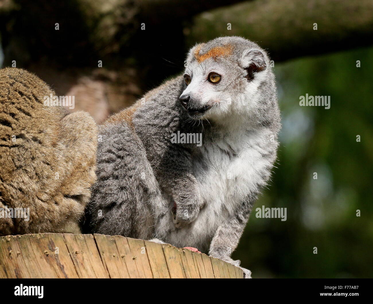Female crowned lemur hi-res stock photography and images - Alamy