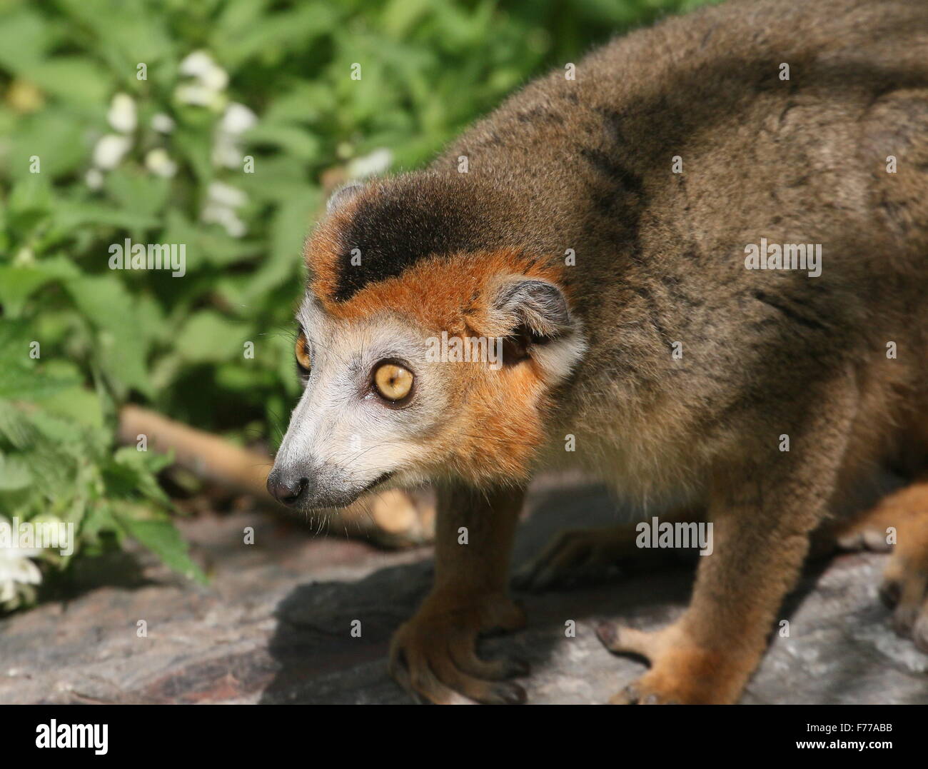 Madagascan male Crowned lemur (Eulemur coronatus) in close-up Stock ...
