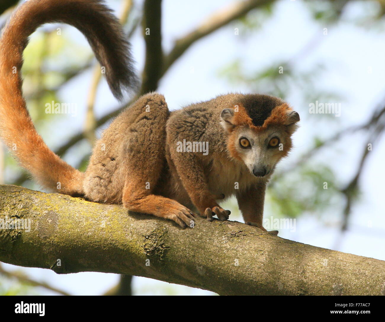 Crowned lemur hi-res stock photography and images - Alamy
