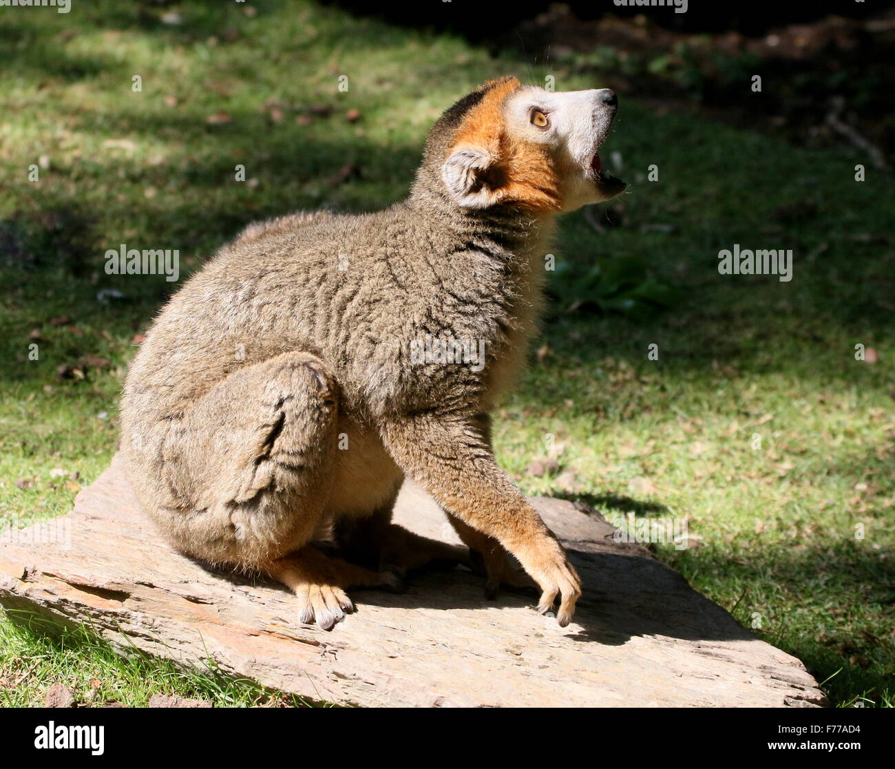 Madagascan male Crowned lemur (Eulemur coronatus) in close-up Stock ...