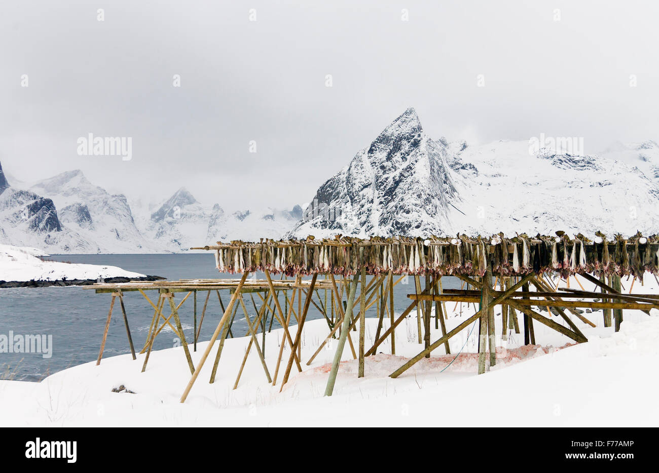 Air-drying of fish. Lofoten Islands, Norway Stock Photo - Alamy