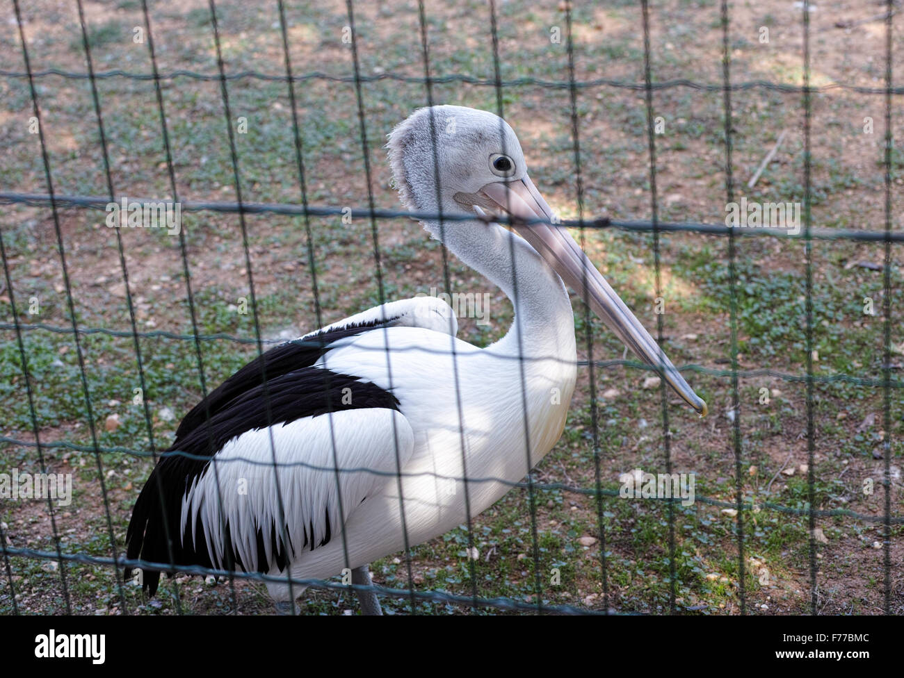 Inside cage hi-res stock photography and images - Alamy