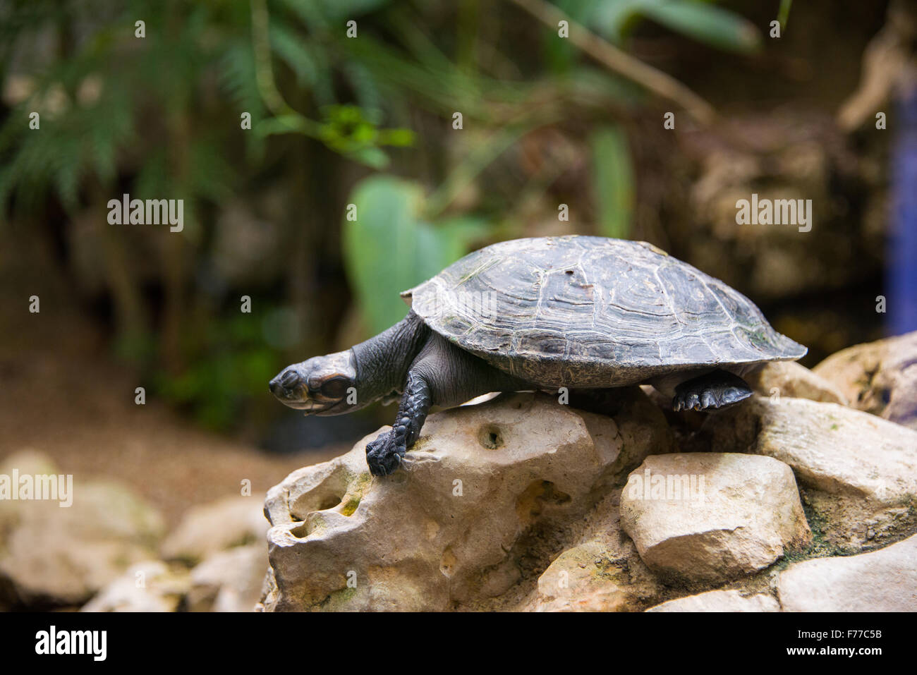 Turtle walking slowly across the field Stock Photo - Alamy
