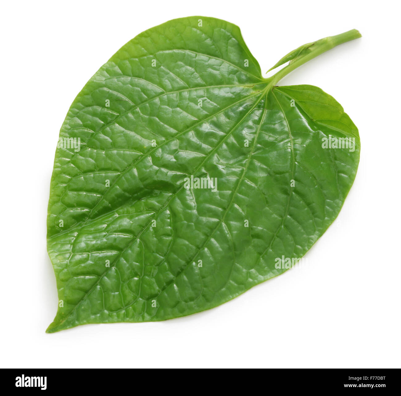 Piper betel leaf hi-res stock photography and images - Alamy