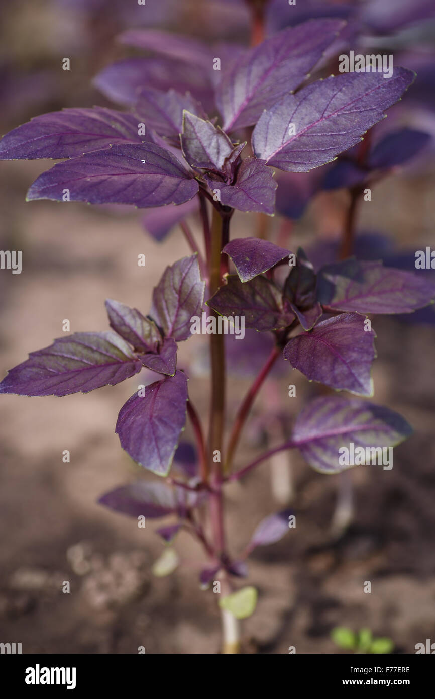 Purple basil with tag hi-res stock photography and images - Alamy