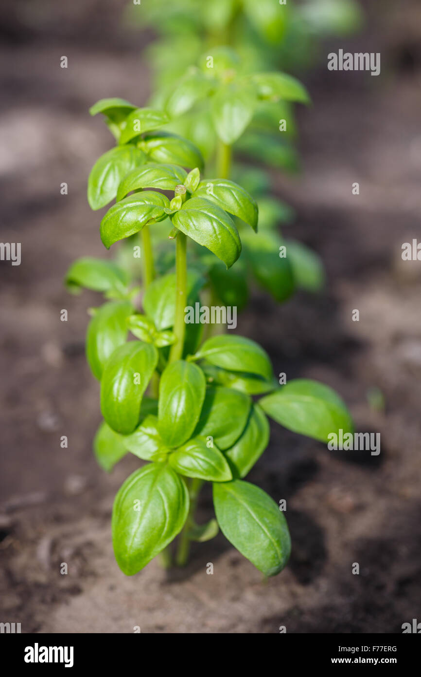 bush growing basil Stock Photo - Alamy