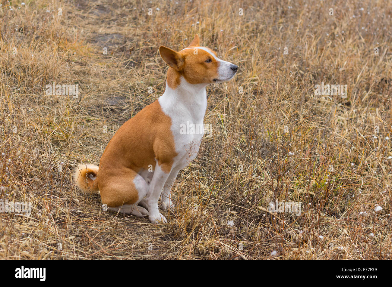 Basenji Dog Sitting High Resolution Stock Photography and Images - Alamy