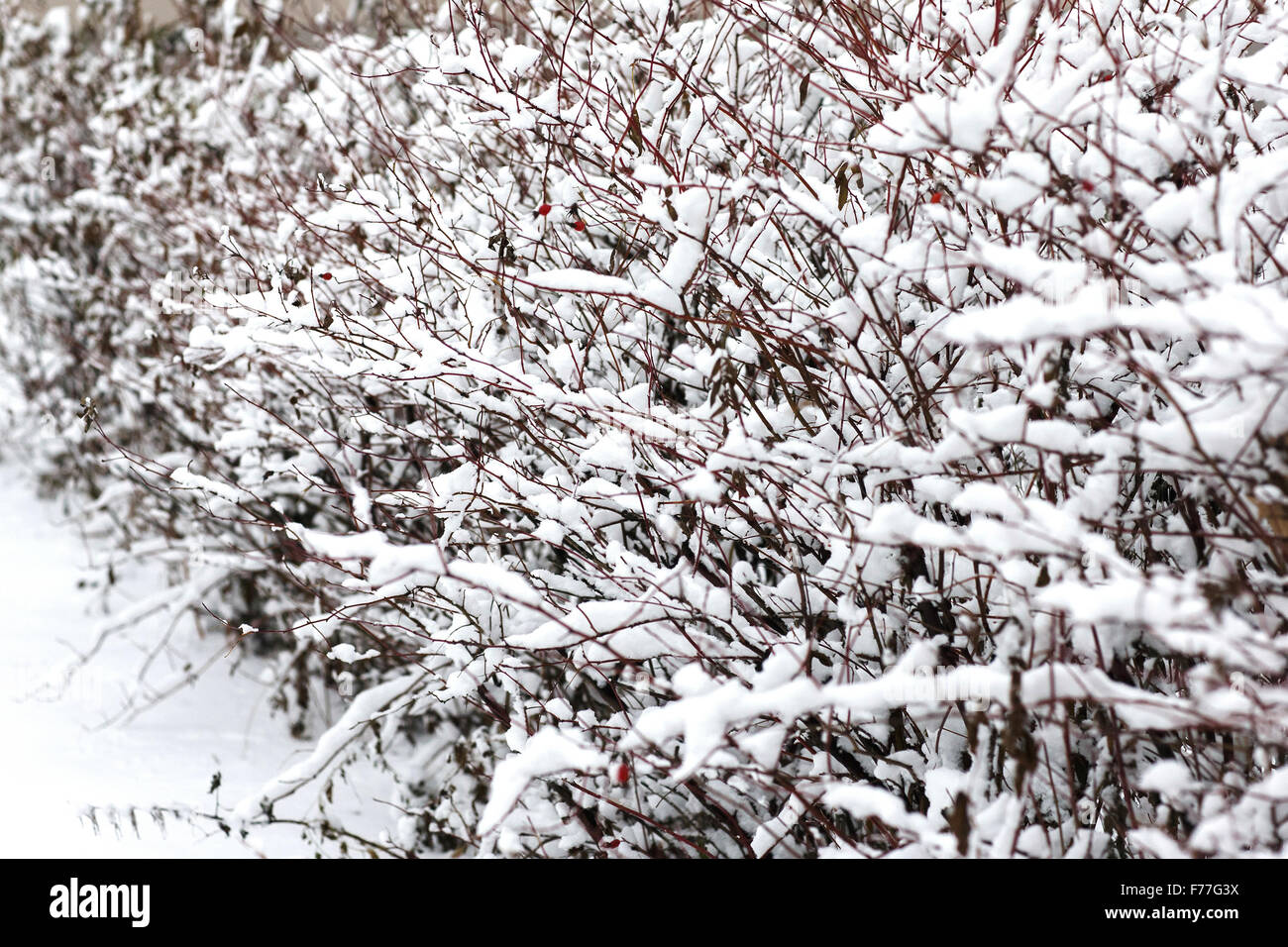 Trees and shrubs in the snow Stock Photo - Alamy