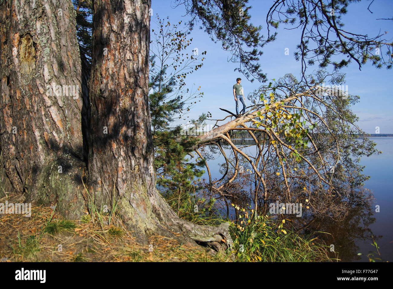 man standing on fallen tree over the lake Stock Photo - Alamy