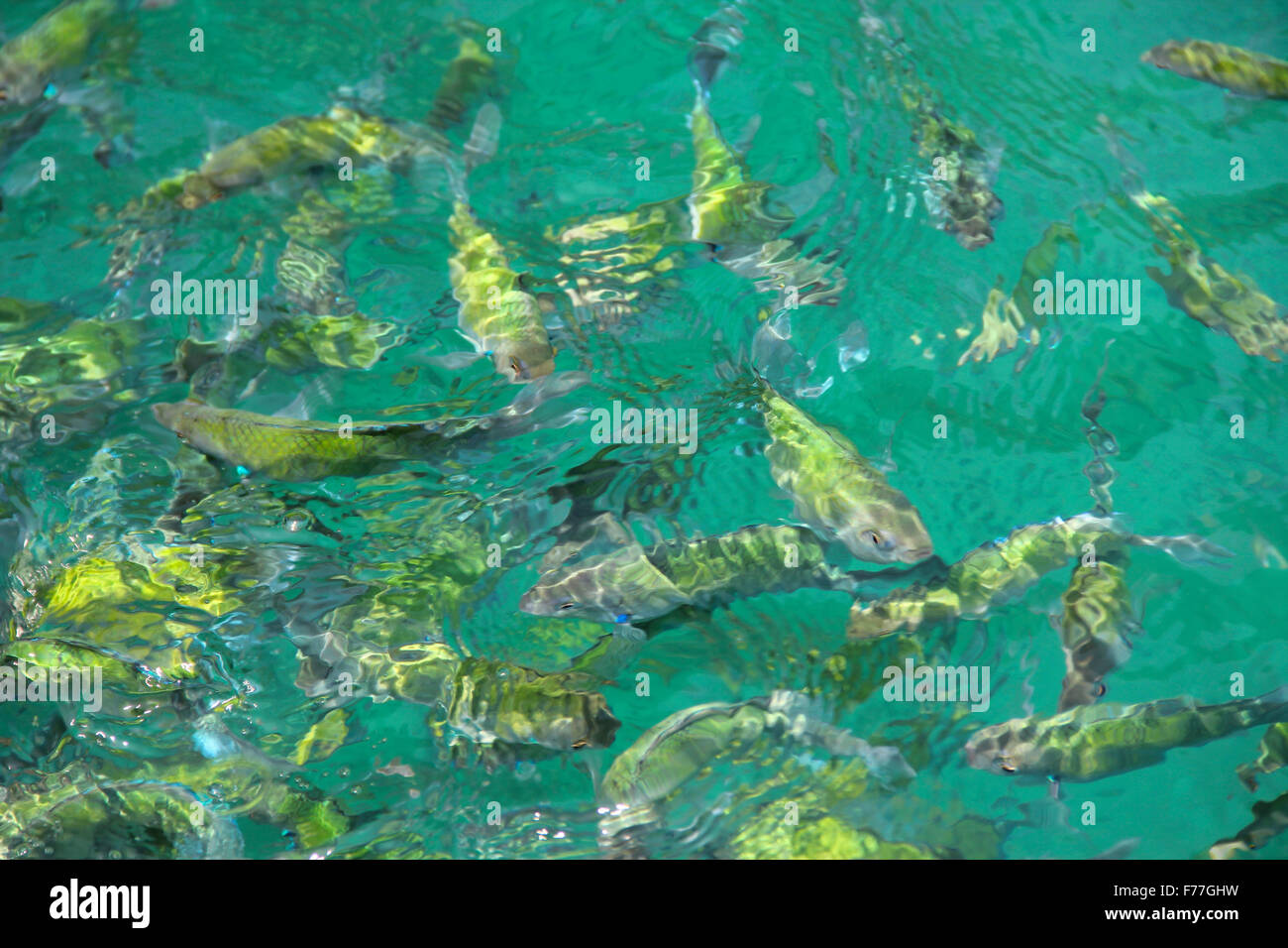 School of Striped Eel Catfish in water in Thailand Stock Photo - Alamy