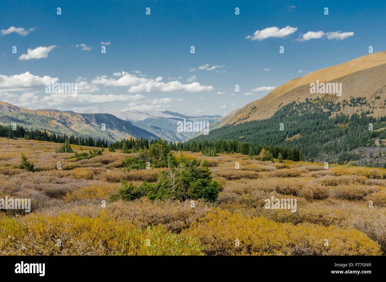 Landscape of brush high in Colorado's mountains Stock Photo - Alamy