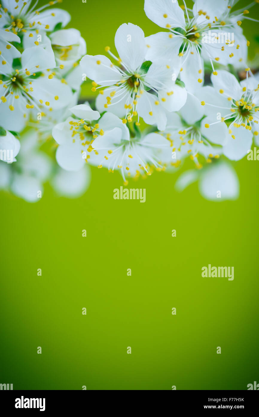 beautiful blooming fruit tree branch Stock Photo - Alamy