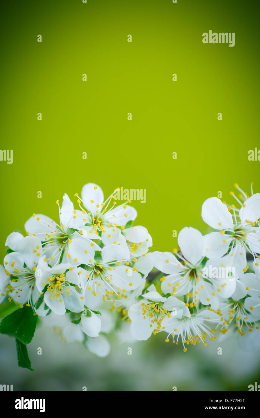 beautiful blooming fruit tree branch Stock Photo - Alamy