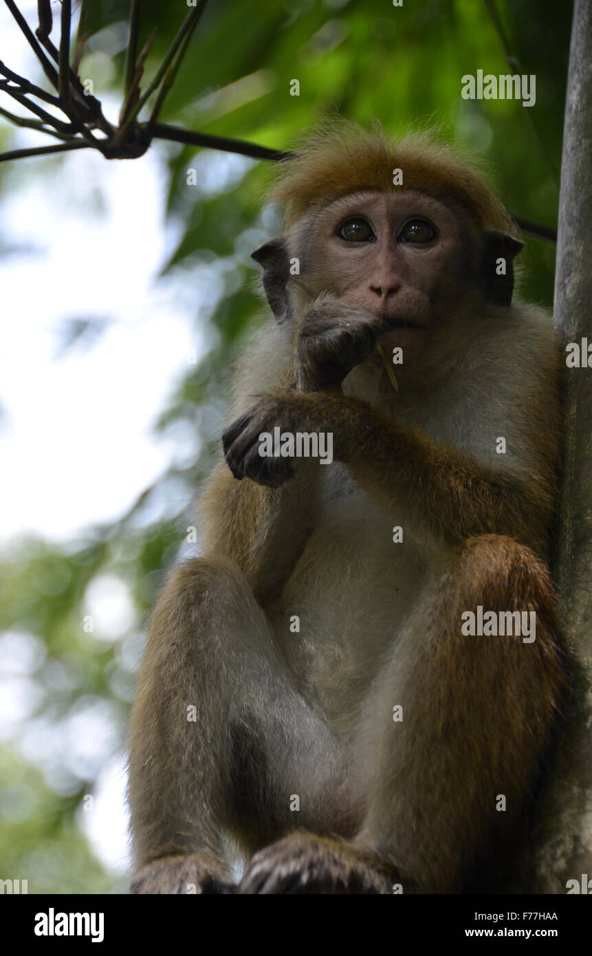 One monkey eating bamboo leafs while sitting Stock Photo - Alamy