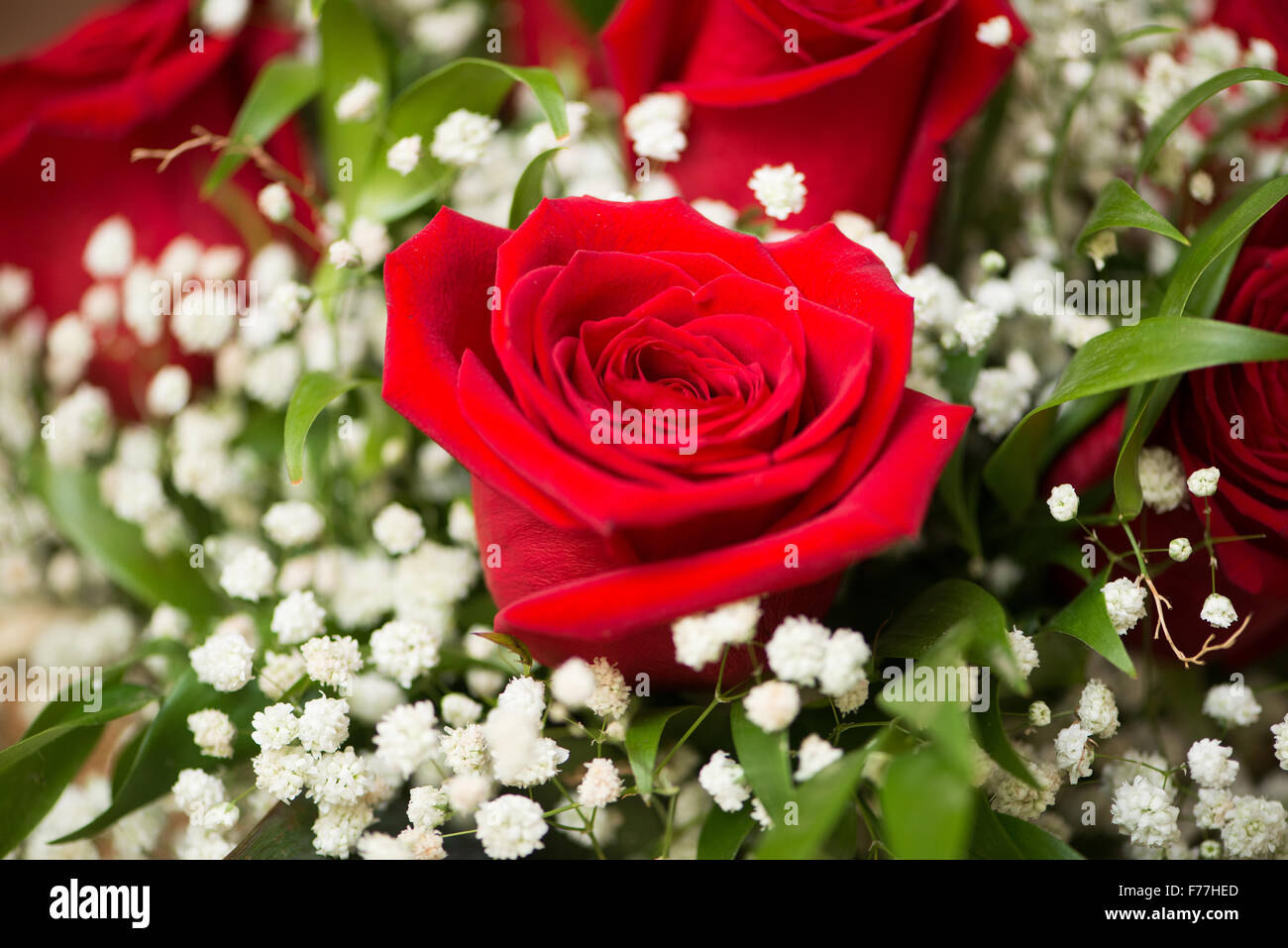 Nice roses in celebration concept Stock Photo - Alamy