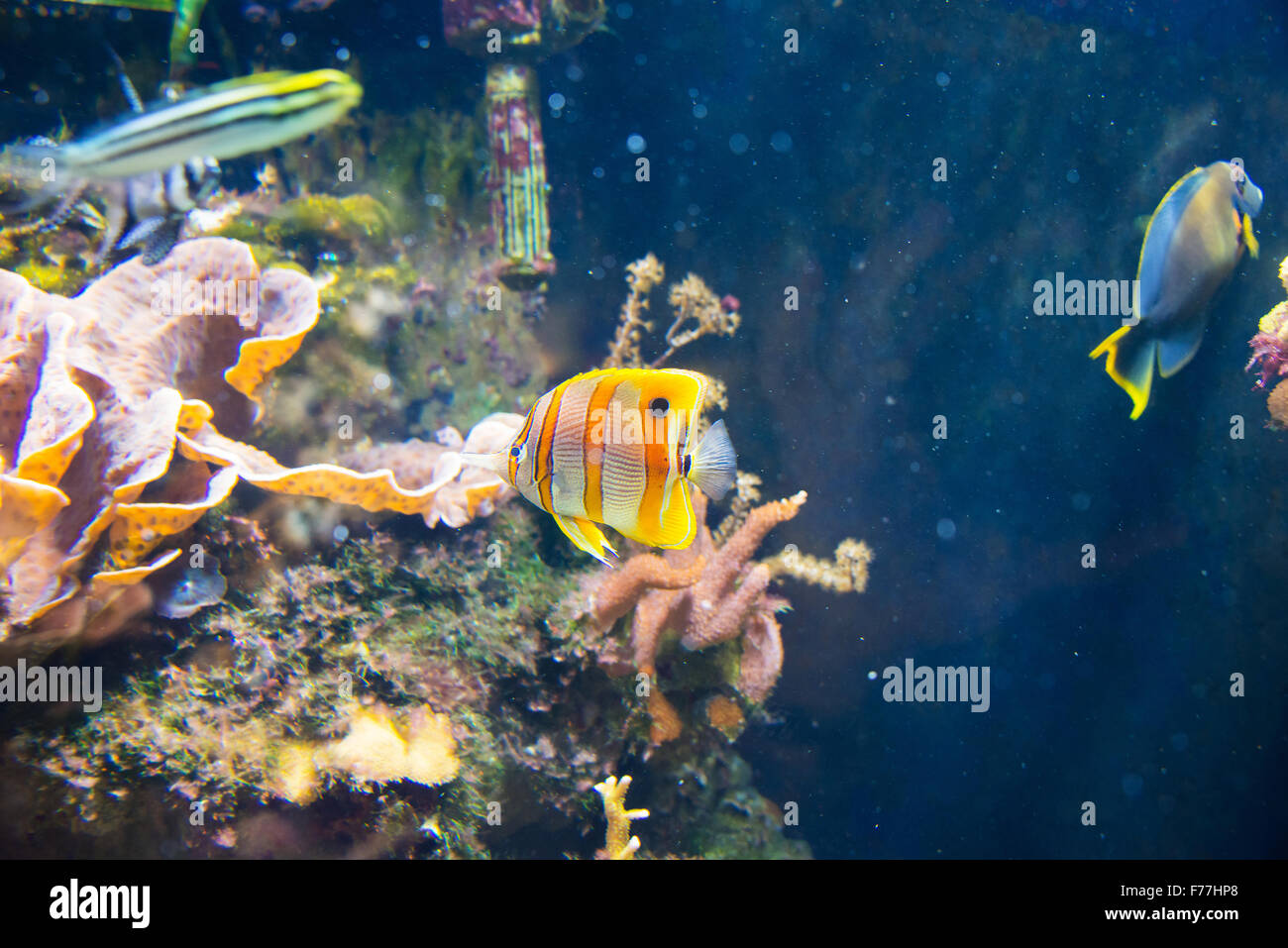 Tropical fish under the water Stock Photo - Alamy