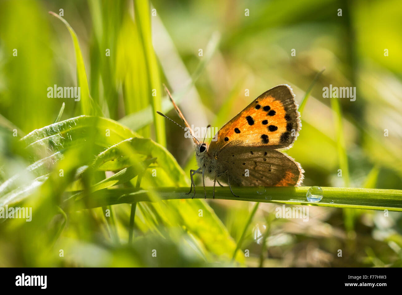 American copper butterfly hi-res stock photography and images - Alamy