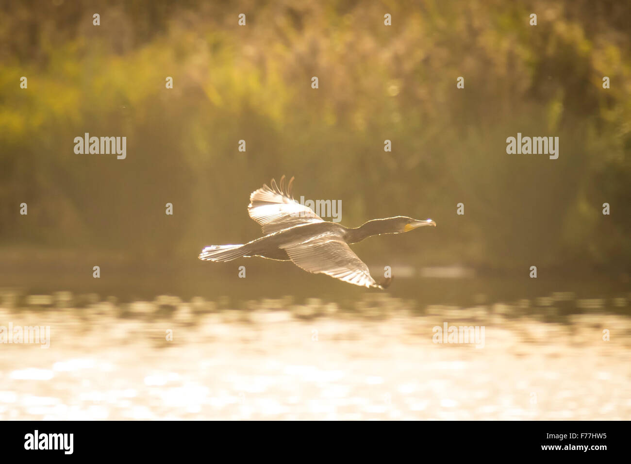 Flying low above water hi-res stock photography and images - Alamy