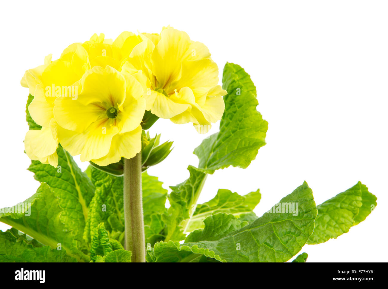 Macro of an isoleated yellow primrose flower Stock Photo - Alamy