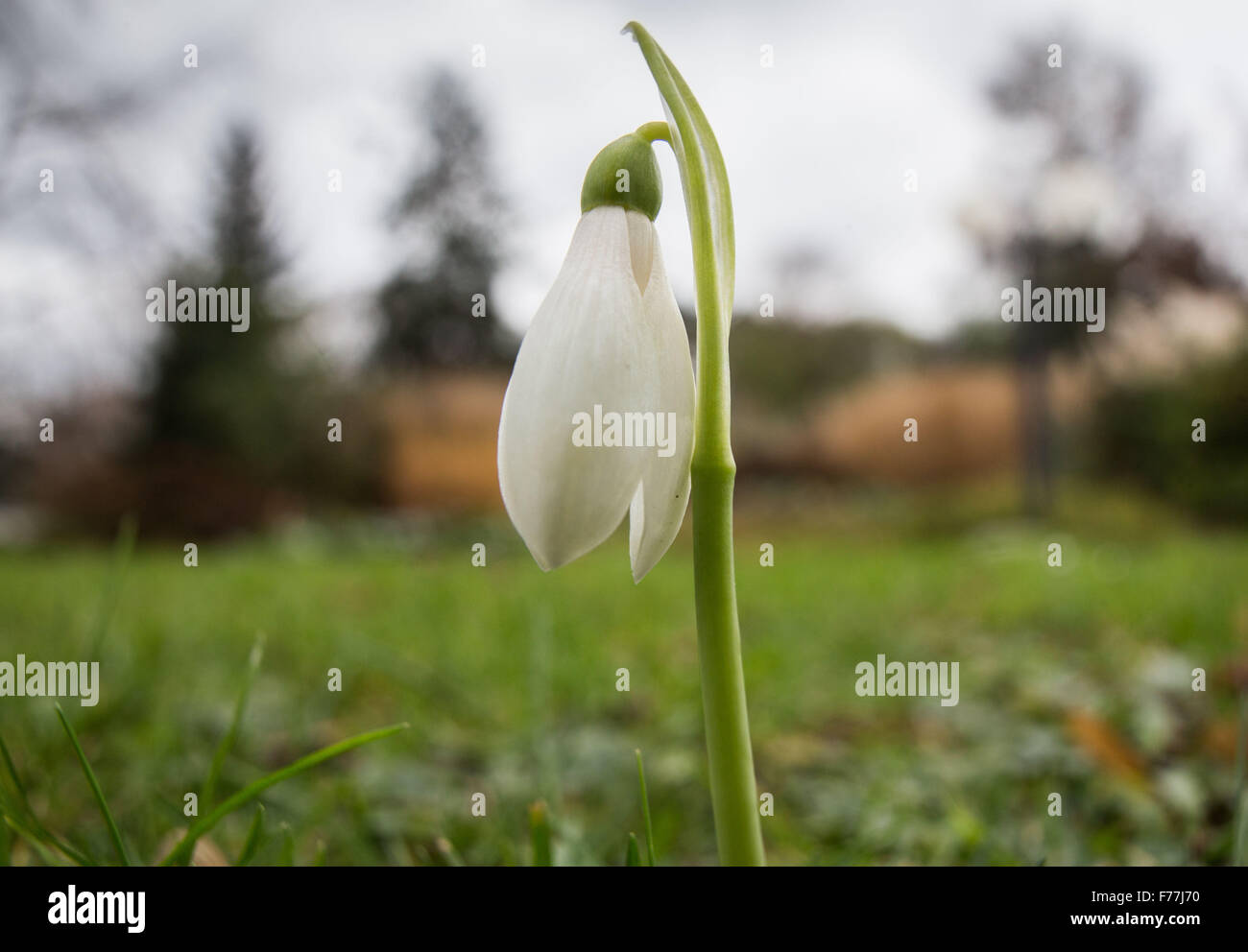 A snowdrop in a field at the Palmengarten gardens in Frankfurt am Main ...