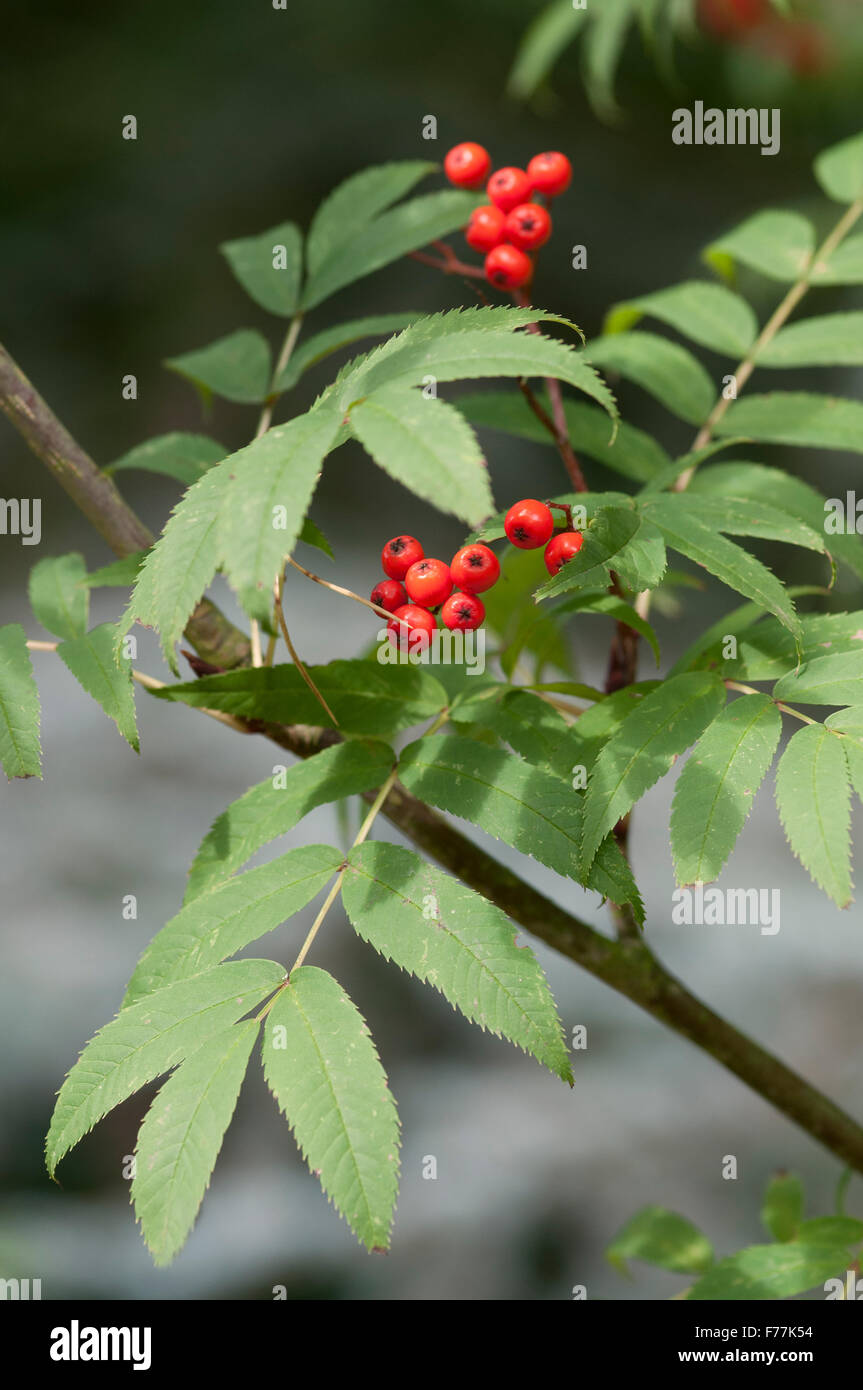 Sorbus commixta hi-res stock photography and images - Alamy