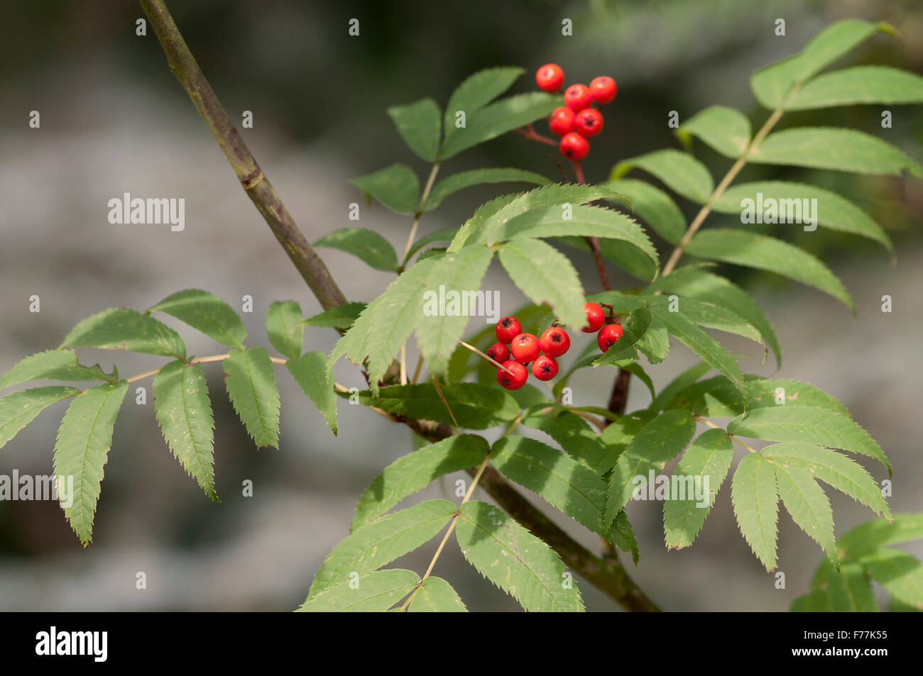Sorbus commixta hi-res stock photography and images - Alamy
